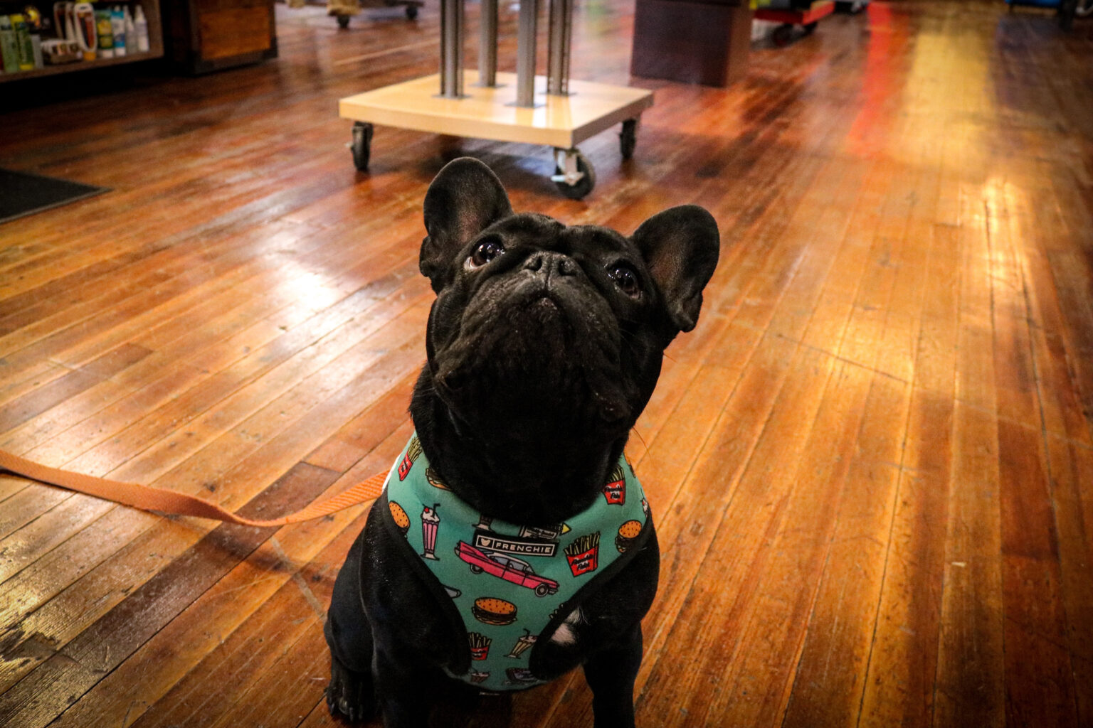 Outings with the Hairy, (Not -So-) Scary Monsters - MATPRA